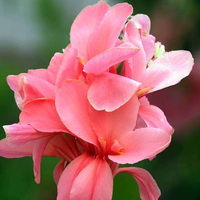 Kanna Canna Paciorecznik Orchid 1 szt. A1311 - Pacioreczniki ogrodowe ...
