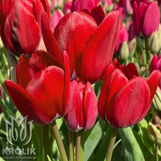 Tulipan wielokwiatowy Fiery Club 5 szt. A2482 - Tulipany wielokwiatowe ...