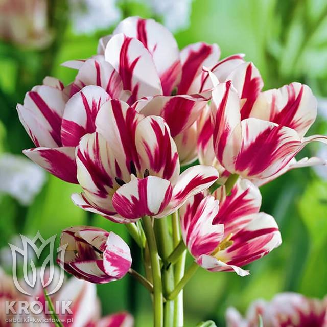 Tulipan wielokwiatowy Flaming Club 5 szt. A2112 - Tulipany ...