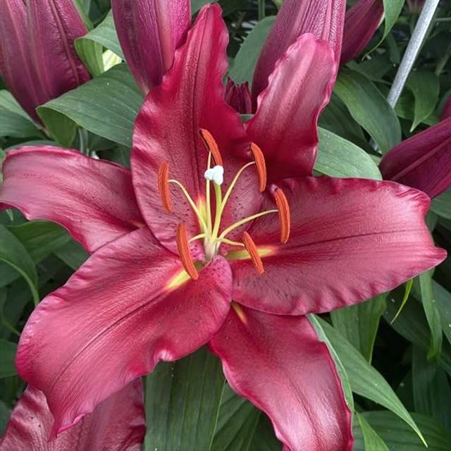 Lilia orientalna Scorpio XXL (20/+) 1 szt. A2763 - Lilie orientalne ...