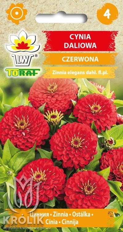 Cynia daliowa czerwona 1g / T / NAS1316 - Nasiona kwiatów - sklep ...