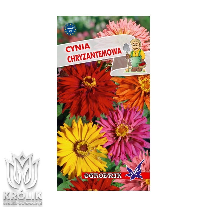 Cynia chryzantemowa mix 1g / O / NAS1330 - Nasiona kwiatów - sklep ...