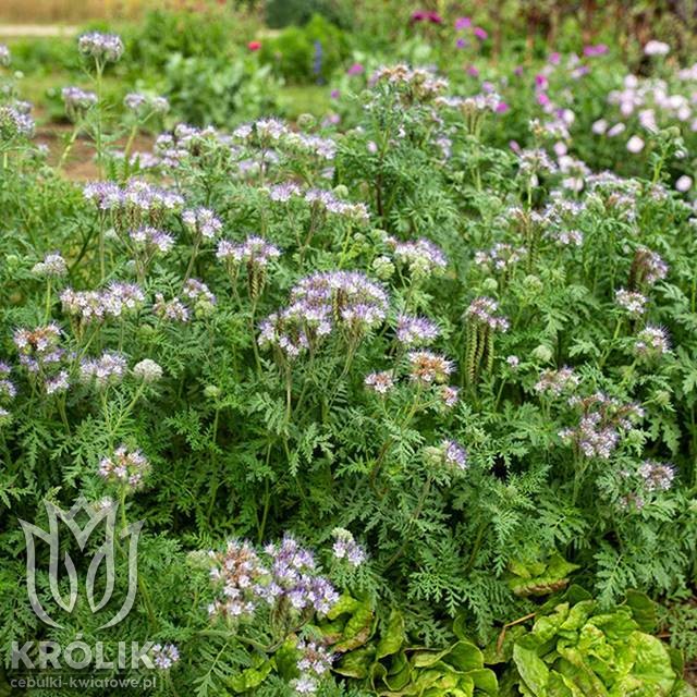 Facelia na poplon i przedplon nasiona 1 kg - hurtownia i sklep cebulki ...