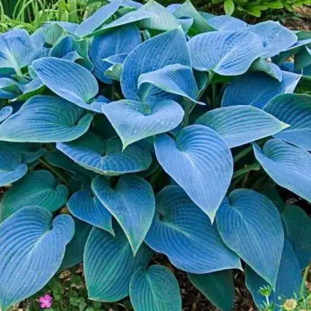 Hosta Funkia Canadian Blue 1 szt - hurtownia i sklep cebulki-kwiatowe.pl