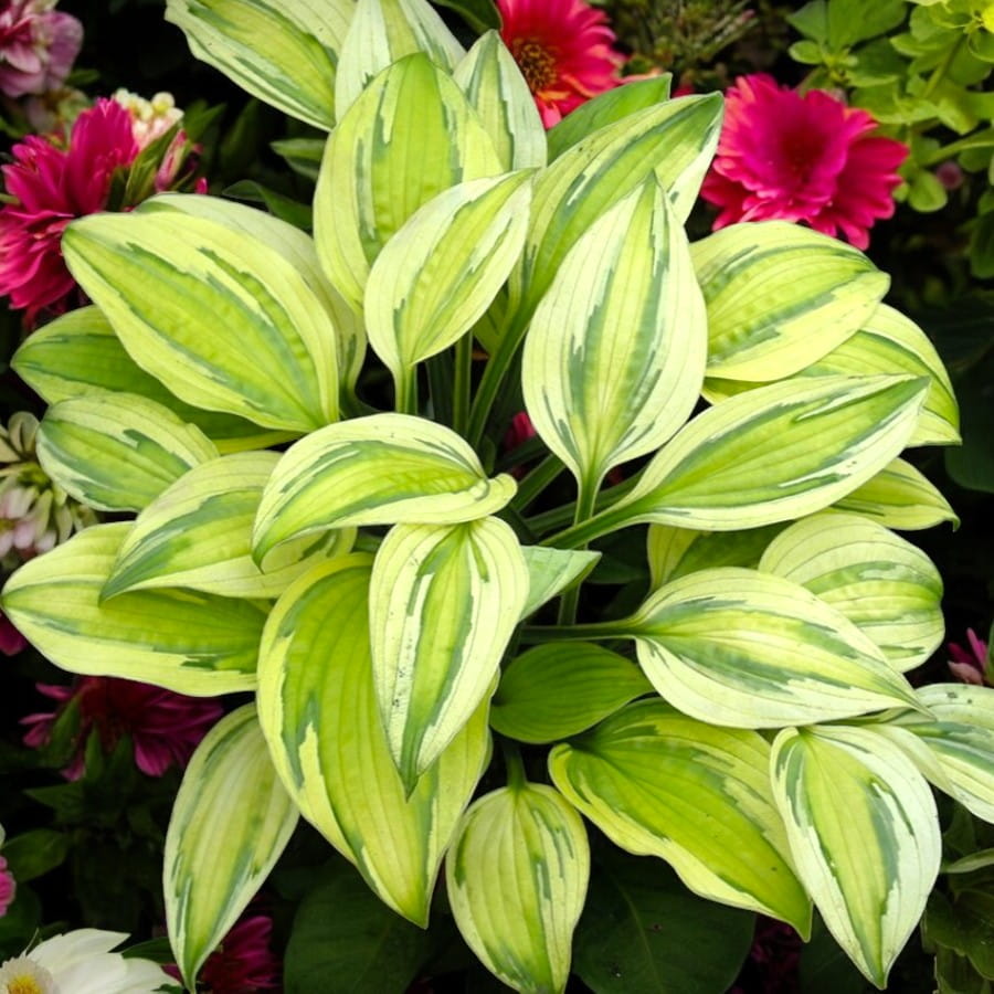Hosta Funkia Captain's Adventure 1 szt. A3030 - Funkie (Hosty) - sklep ...