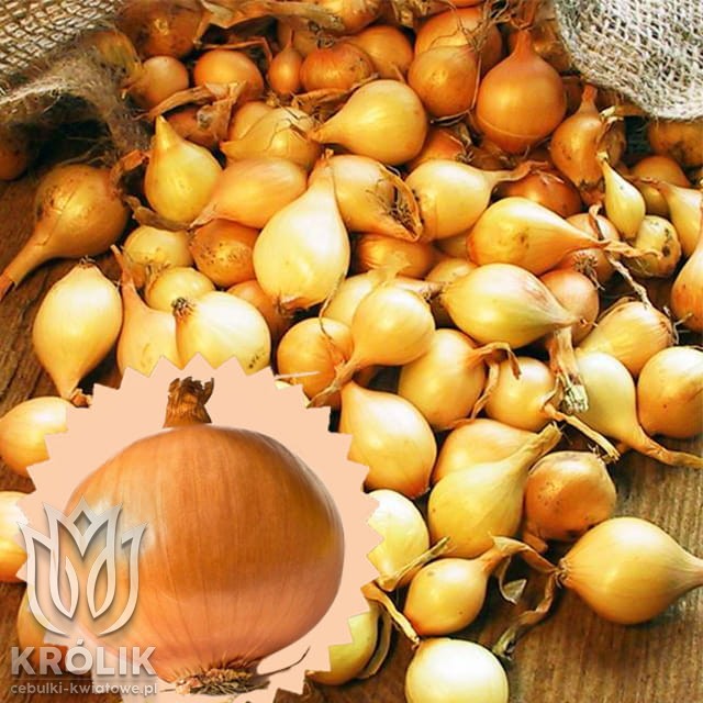 Cebula dymka zimująca mieszanka 3 odmian 10 kg A3660(3) - Cebula dymka ...