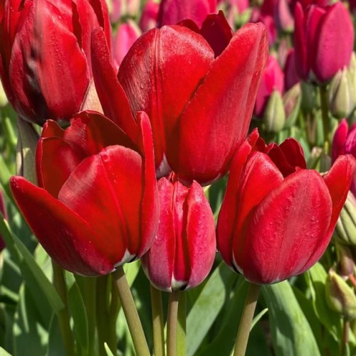 Tulipan wielokwiatowy Fiery Club 5 szt. A2482 - Tulipany wielokwiatowe ...