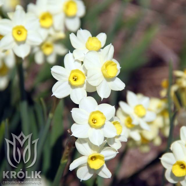 Narcyz botaniczny polski Canaliculatus 5 szt. A0435 - Narcyzy ...