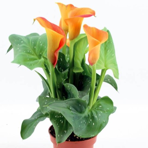 Zantedeschia Kalla Kalia Captain Brunello 1 szt. A2200 - Cantedeskie ...