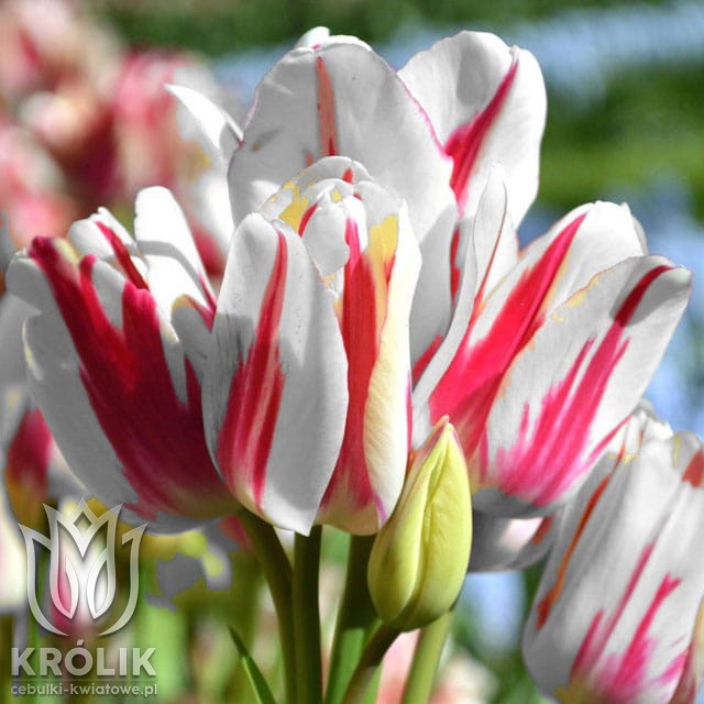 Tulipan wielokwiatowy Flaming Club 5 szt. A2112 - Tulipany ...