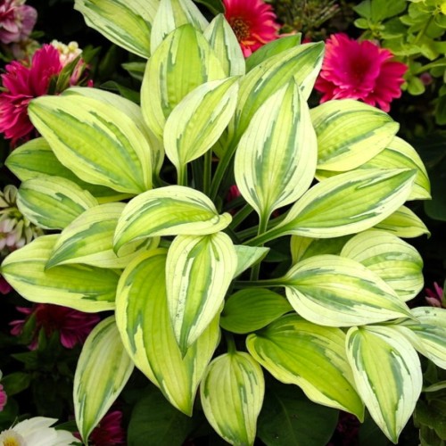 Hosta Funkia Captain's Adventure 1 szt. A3030 - Funkie (Hosty) - sklep ...