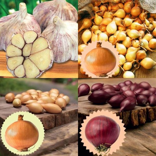 Zestaw cebula dymka 3x0,25 + Czosnek Harnaś 10szt. A2890(1) - Cebula ...